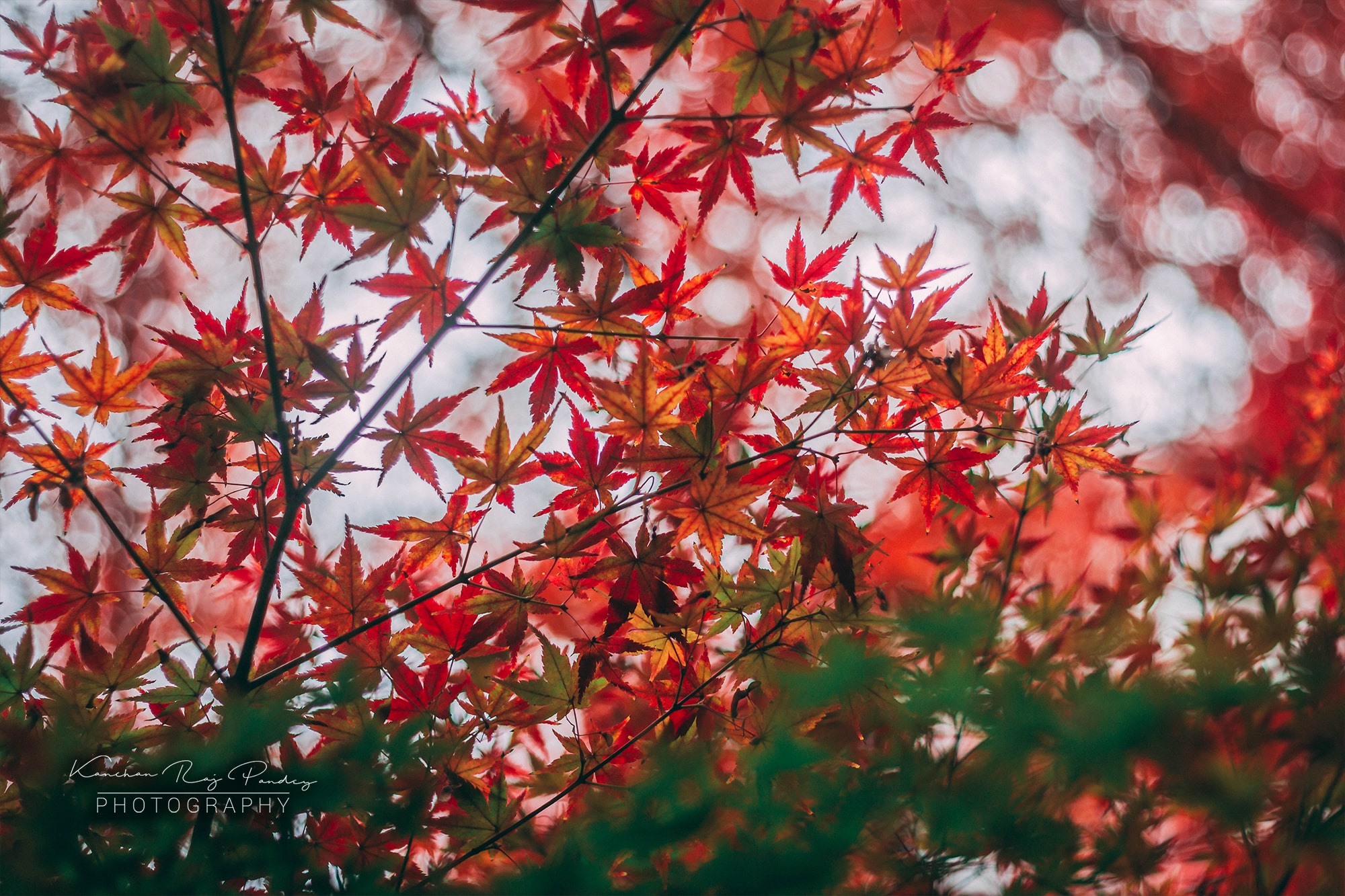 Fall in Japan is the Best! - Kanchan's Blog