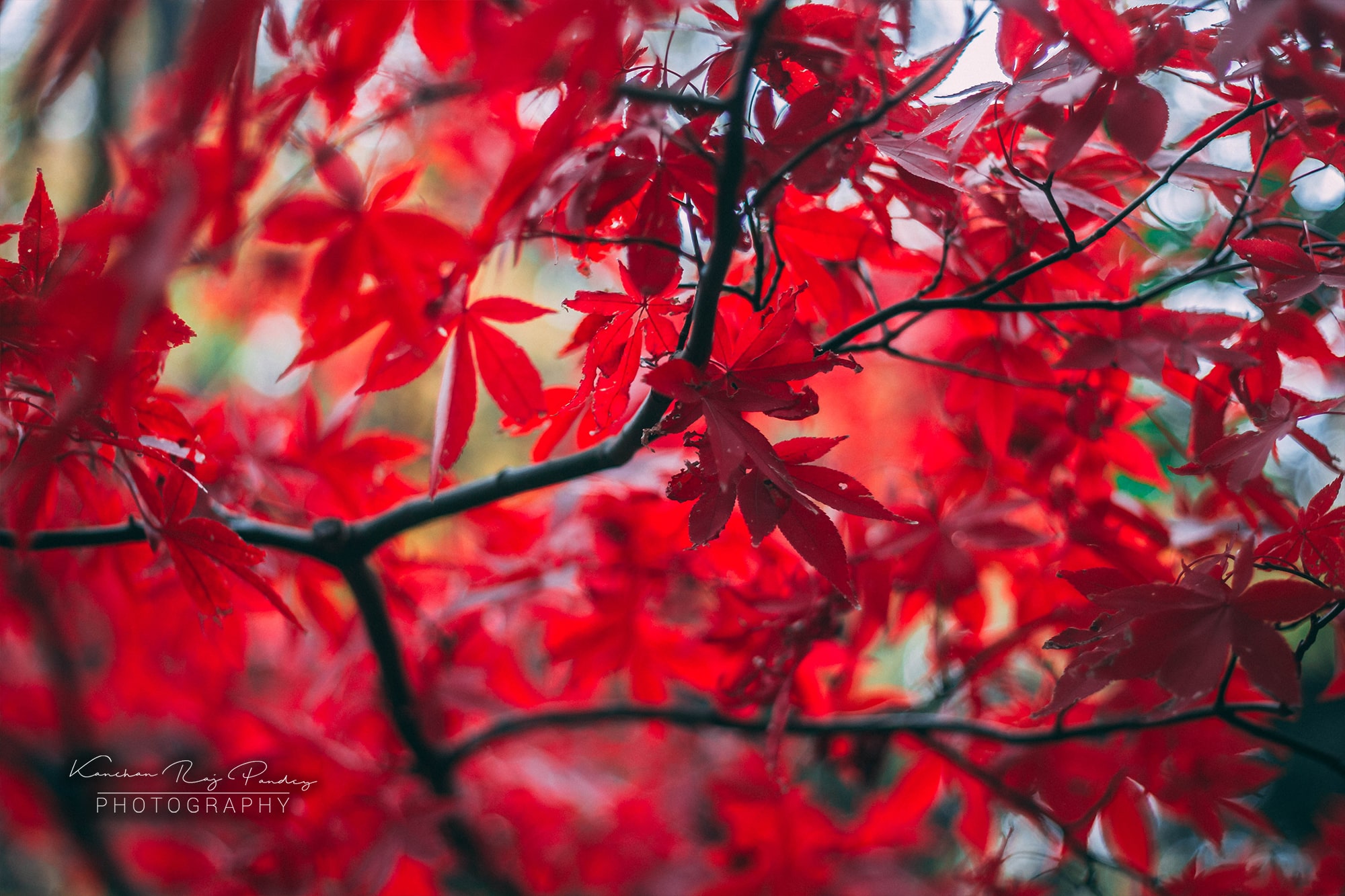 Fall in Japan is the Best! - Kanchan's Blog